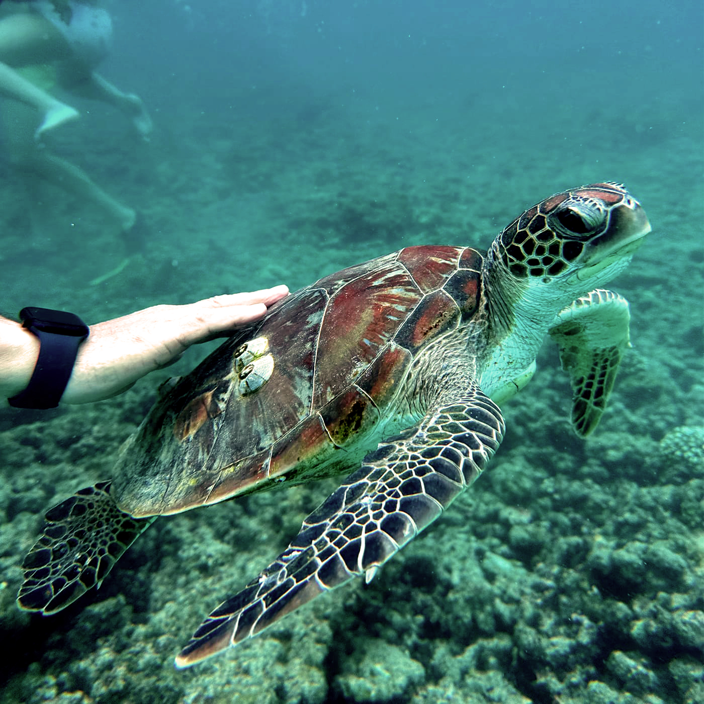 The Jewel of Muscat Sea, Daymaniyat Islands Experience – qtours